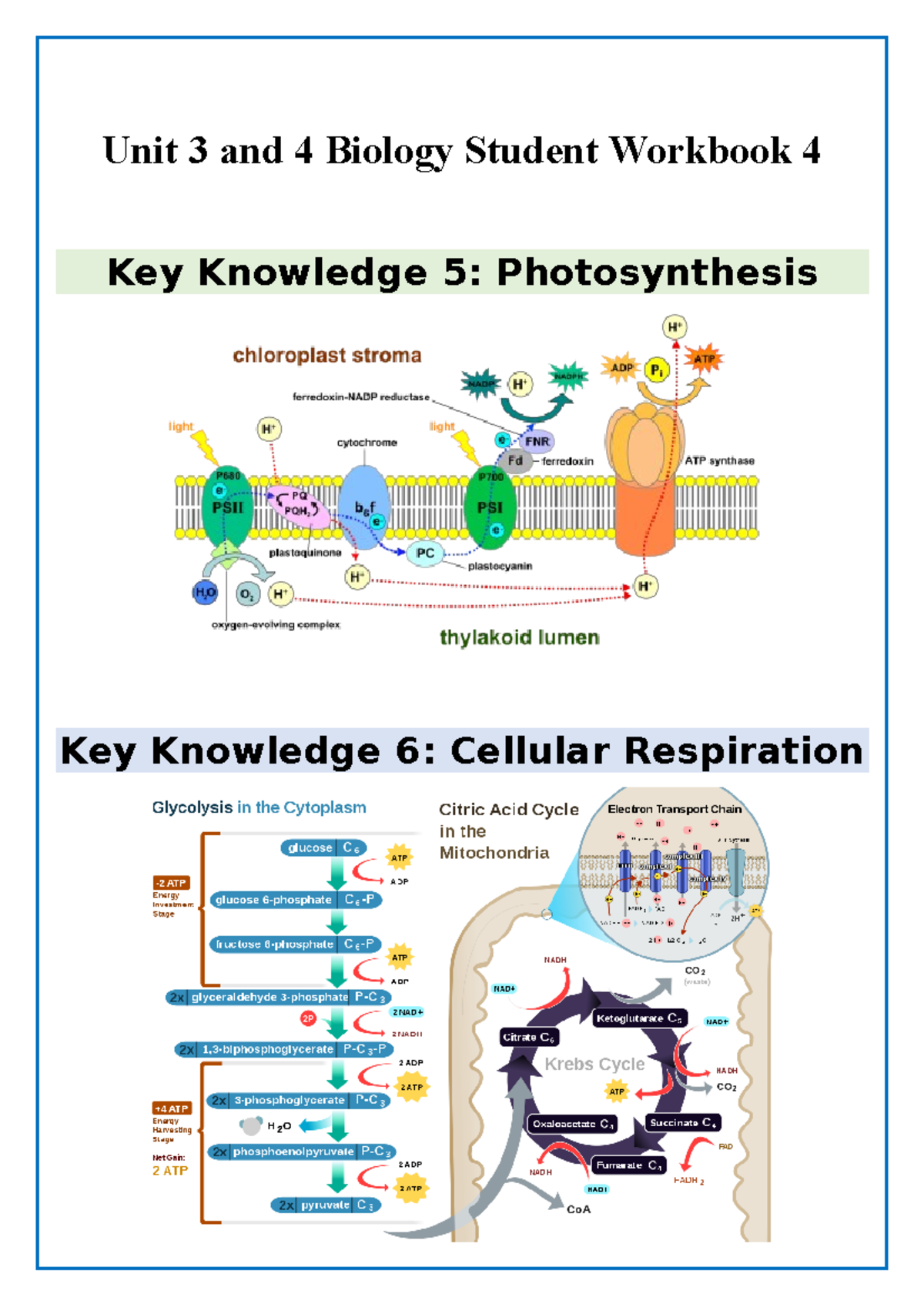 1. Photosynthesis and Cellular Respiration - Student workbook - Unit 3 ...