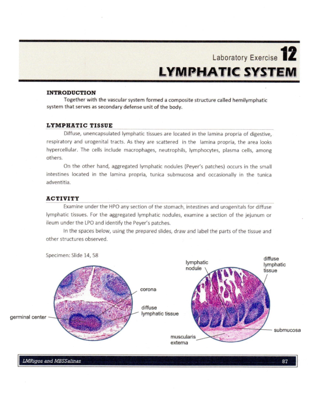 Lab Exer 11 Lymphatic System - Marketing Management - Studocu