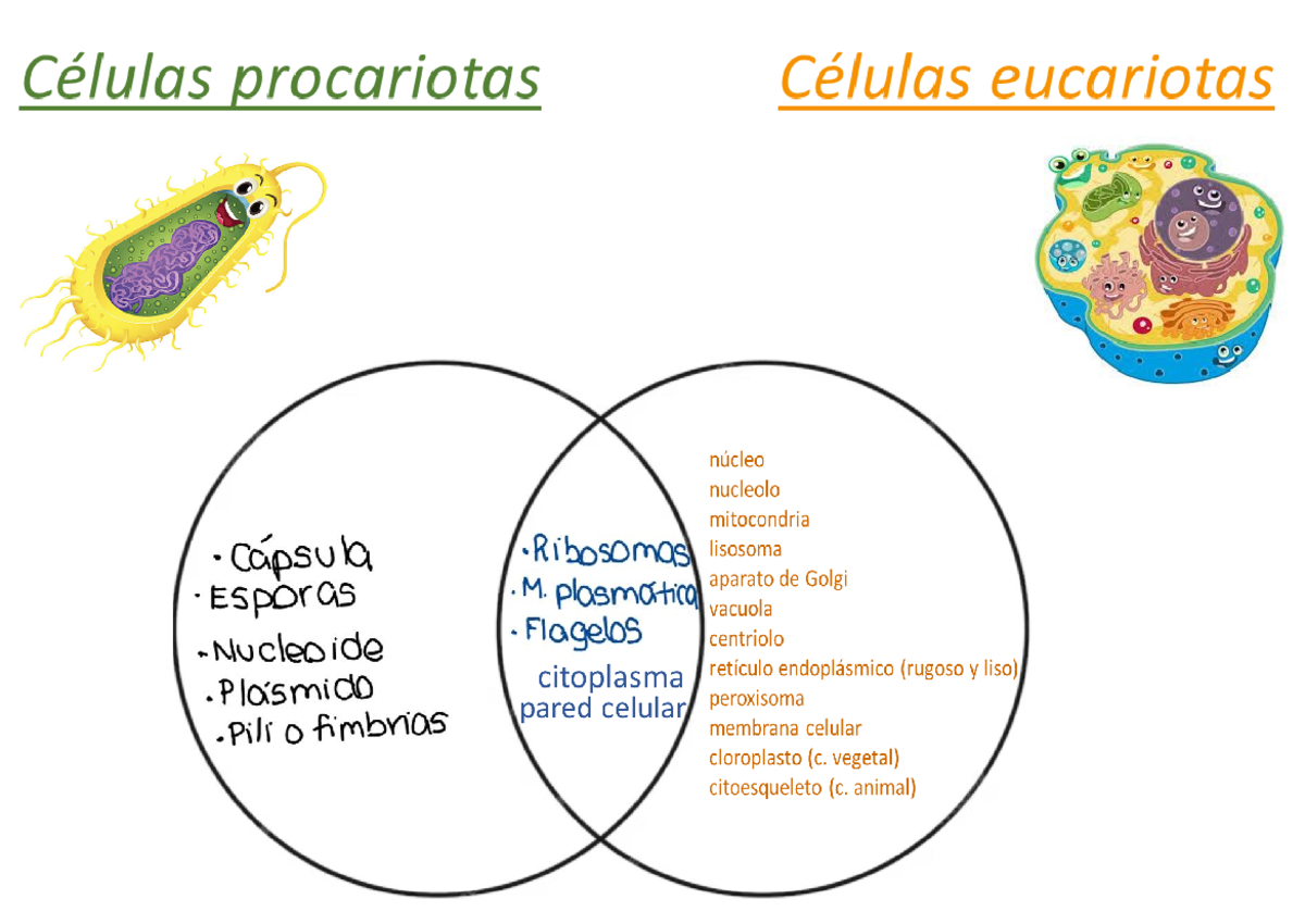 Diagrama De Venn De Procariotas Y Eucariotas Colegio Diego Velazquez