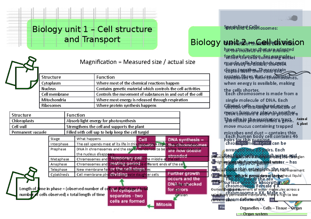 Biology revision 1 and 2, to chemistry 3 - Magnification = Measured ...