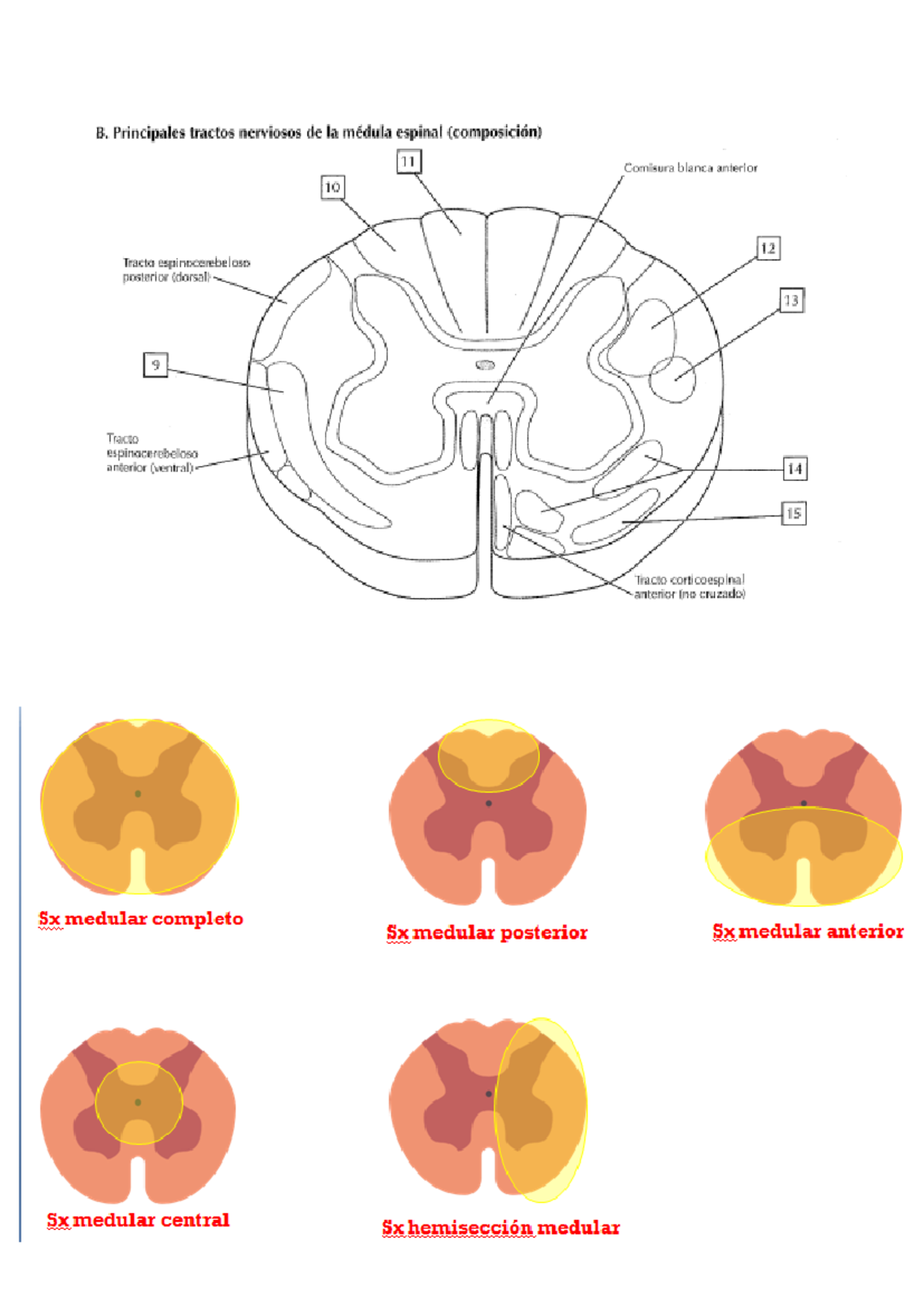 Doc1-clor netter - PRACTOC - B. Principales tractos nerviosos de la ...