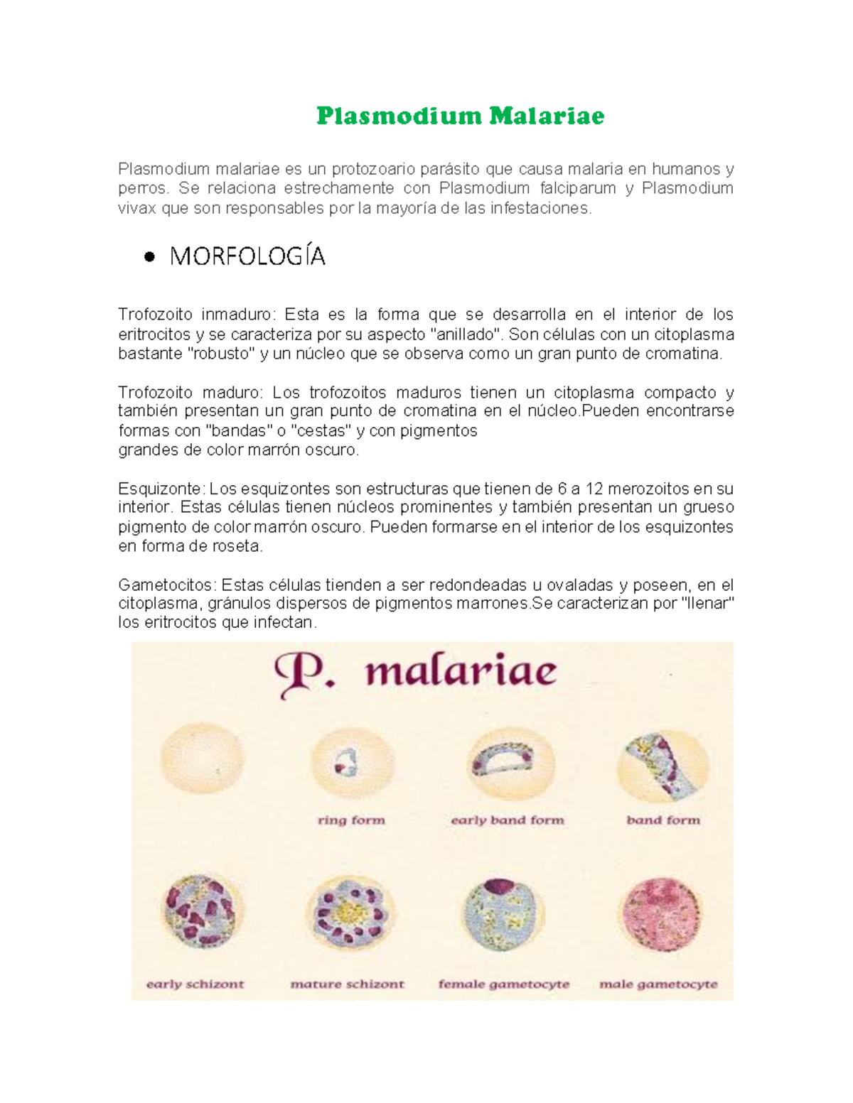 Documento - Hello - Plasmodium Malariae Plasmodium malariae es un protozoario parásito que causa ...