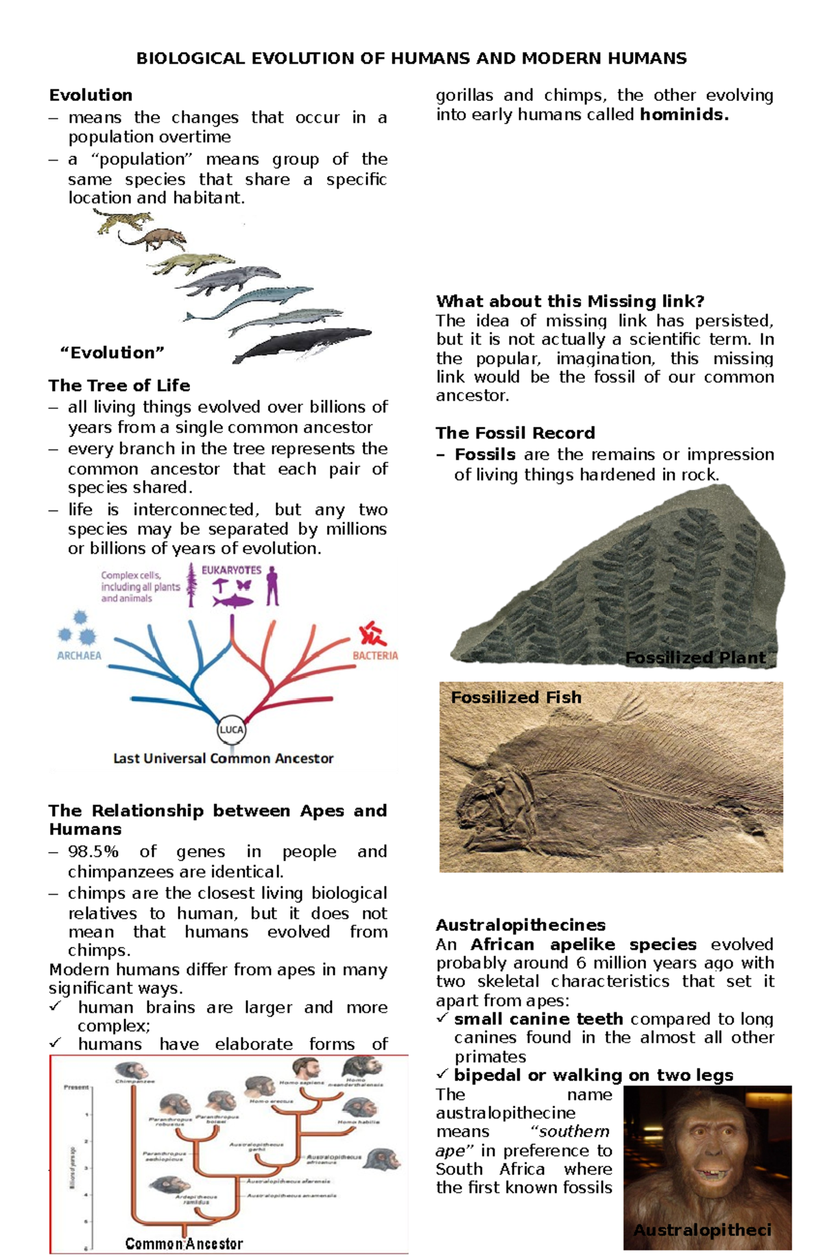 Biological Evolution of Humans and Modern Humans - BIOLOGICAL EVOLUTION ...