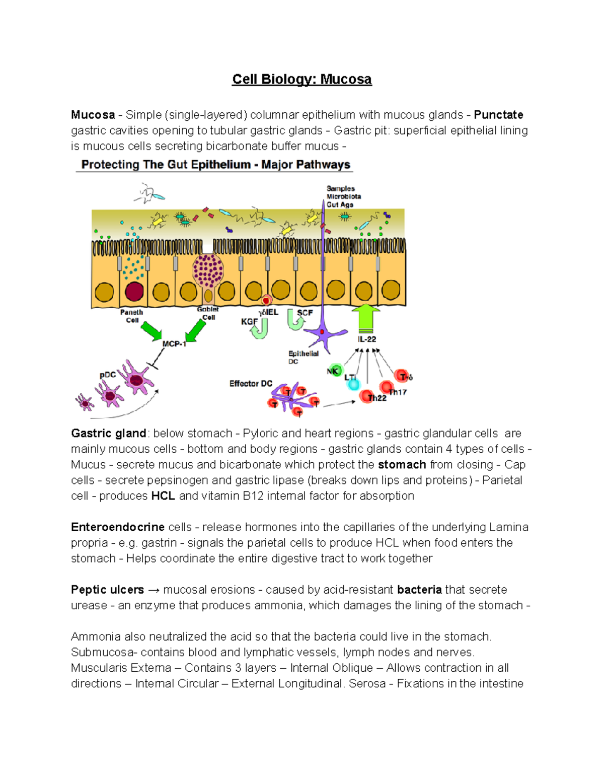 Cell Biology Mucosa - Cell Biology: Mucosa Mucosa - Simple (single ...