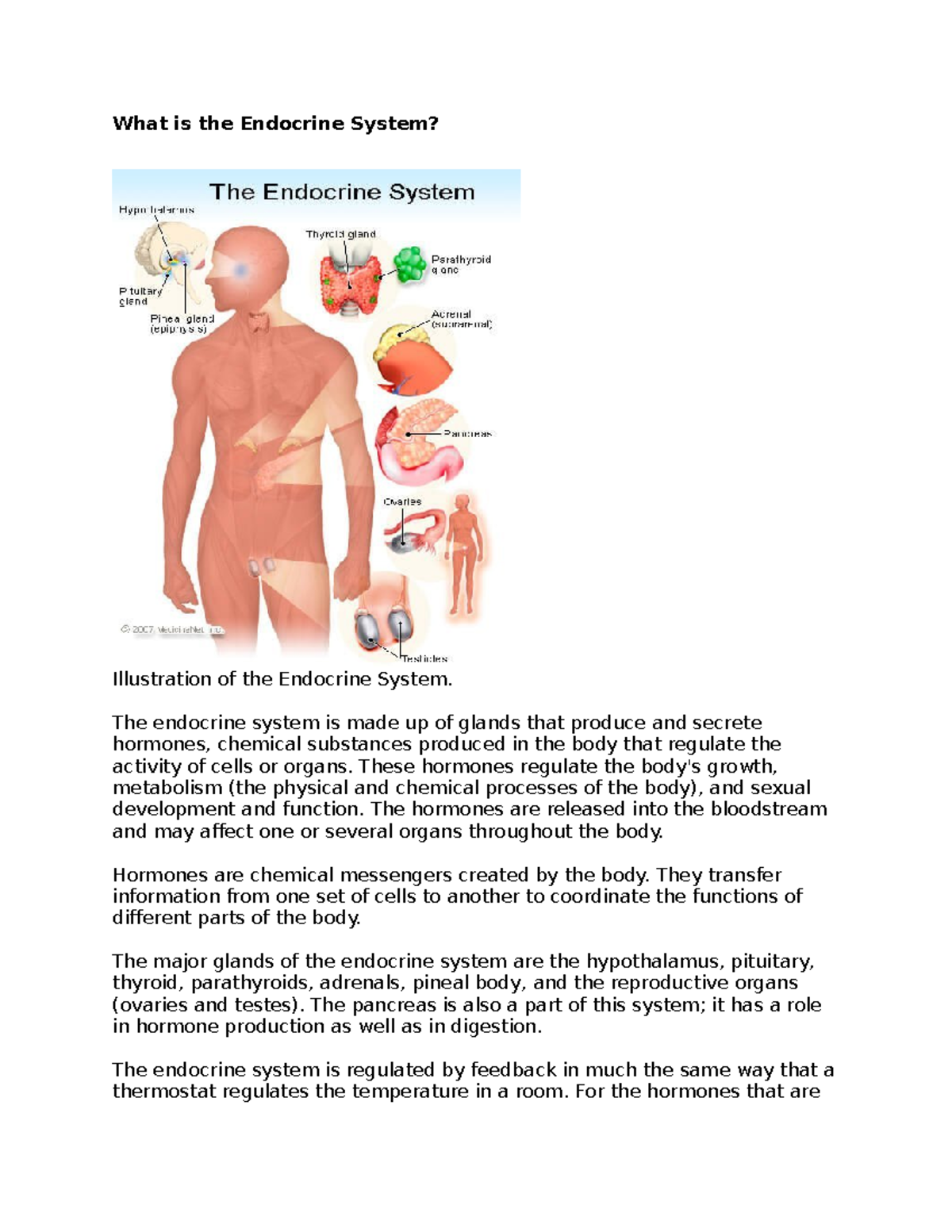 What is the Endocrine System - What is the Endocrine System ...
