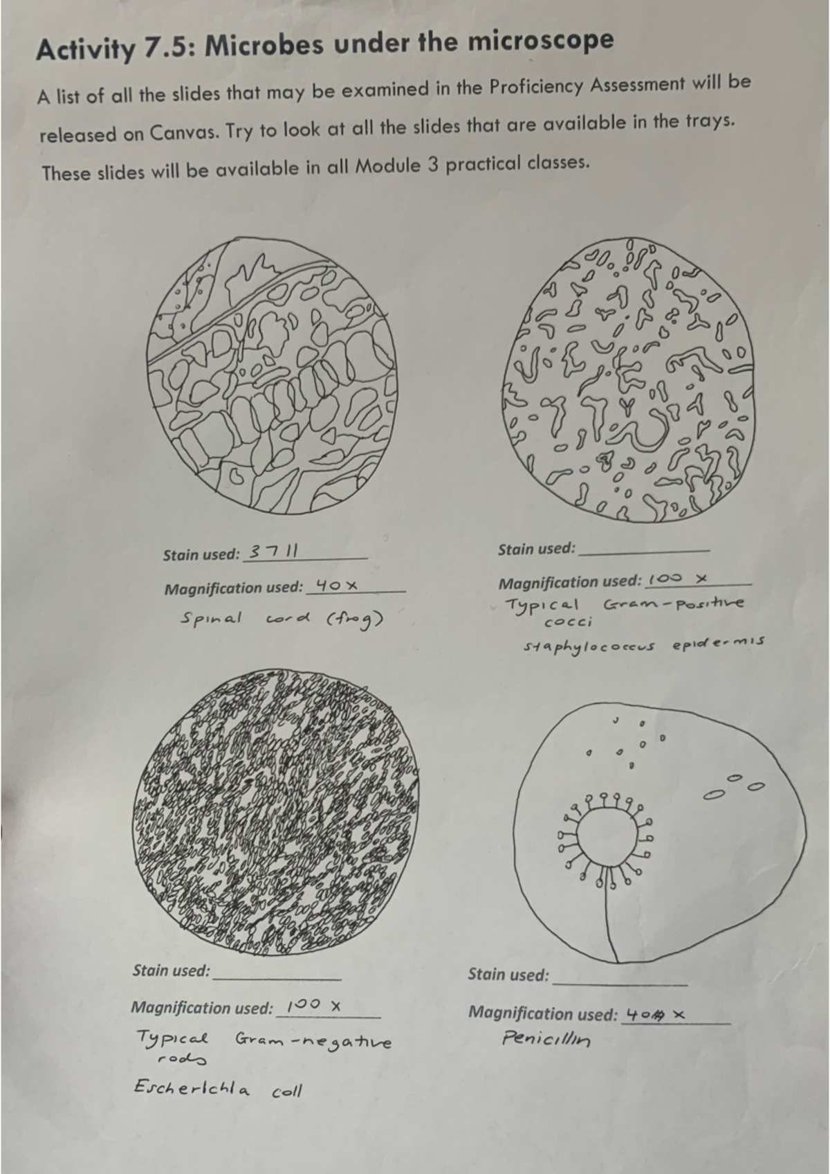 Week 7 microscope diagrams - Activity 7: Microbes under the microscope ...