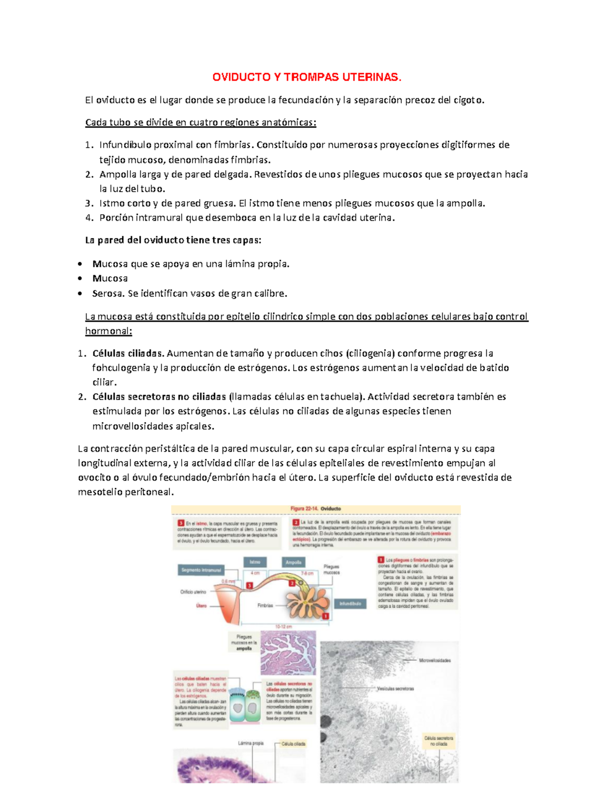 Oviducto y Trompas Uterinas - OVIDUCTO Y TROMPAS UTERINAS. El oviducto ...