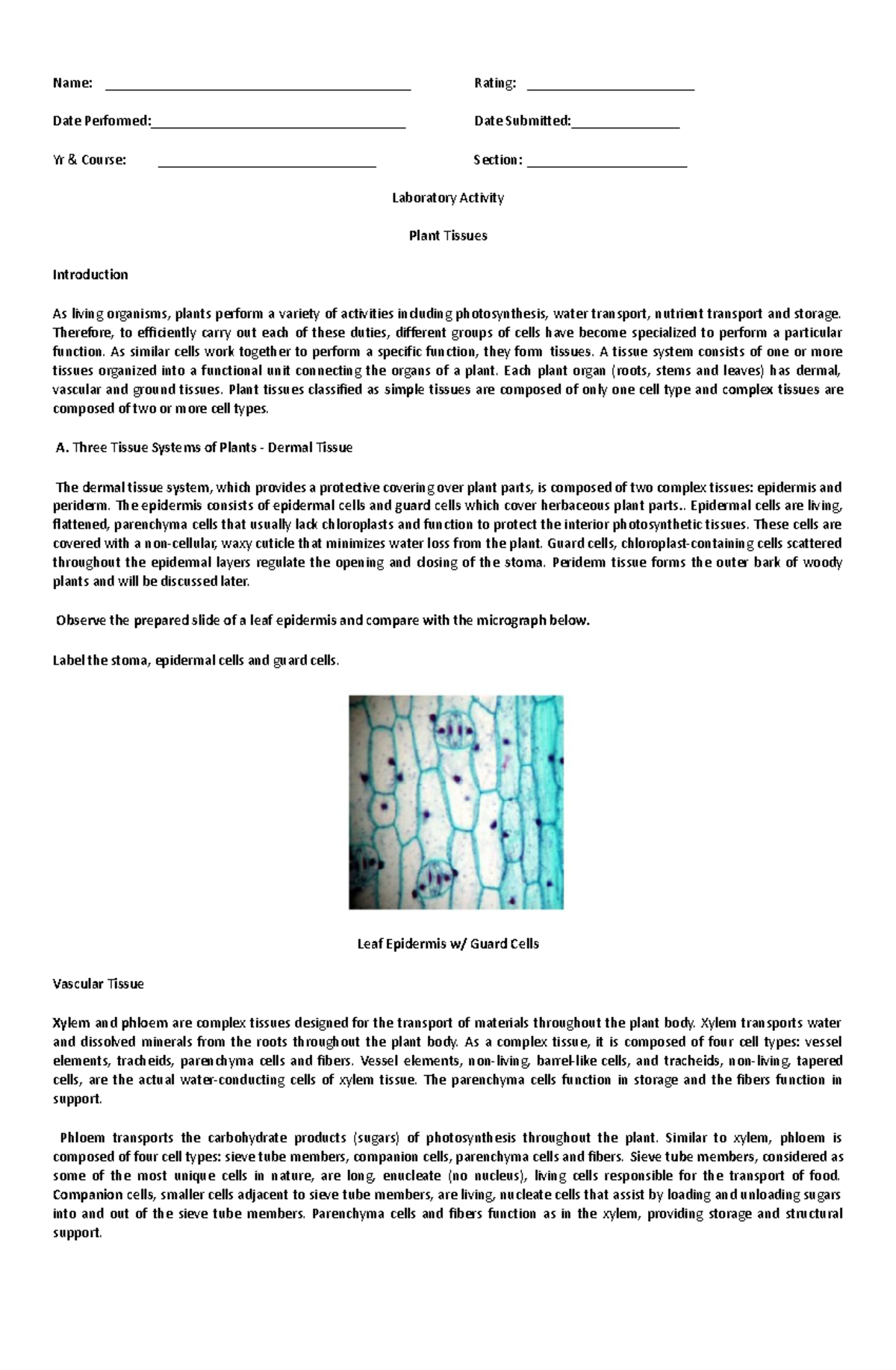 Plant Tissues Activity - Name ...