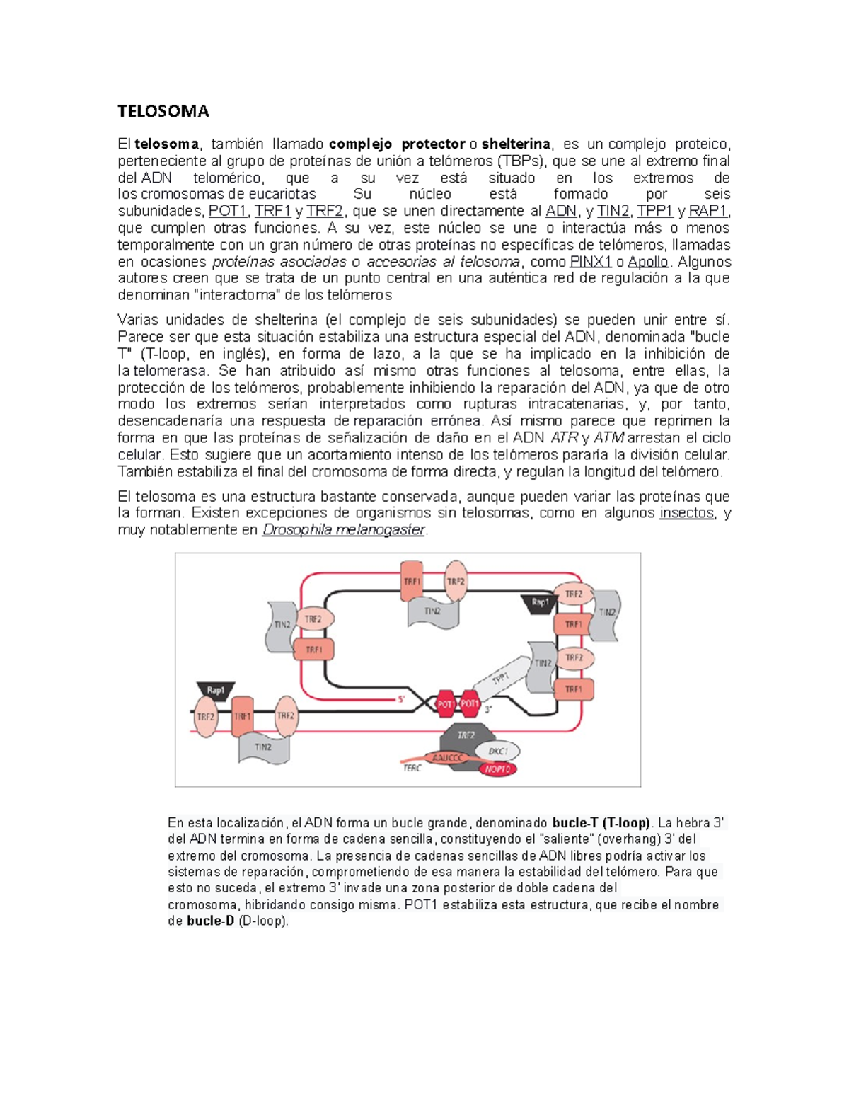 Telosoma - Resumen Genetica General - TELOSOMA El telosoma, también ...