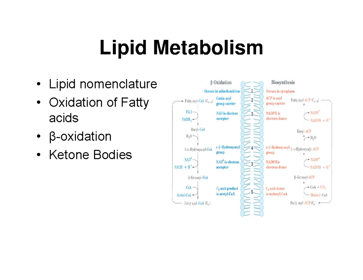 451Lipid Metabolism - Study - Lipid Metabolism • Lipid nomenclature ...