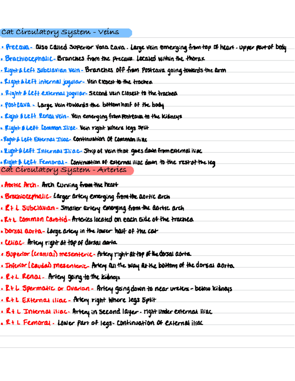 Lab 9 Terms And Pics - lab 9 study guide - Cat Circulatory System ...