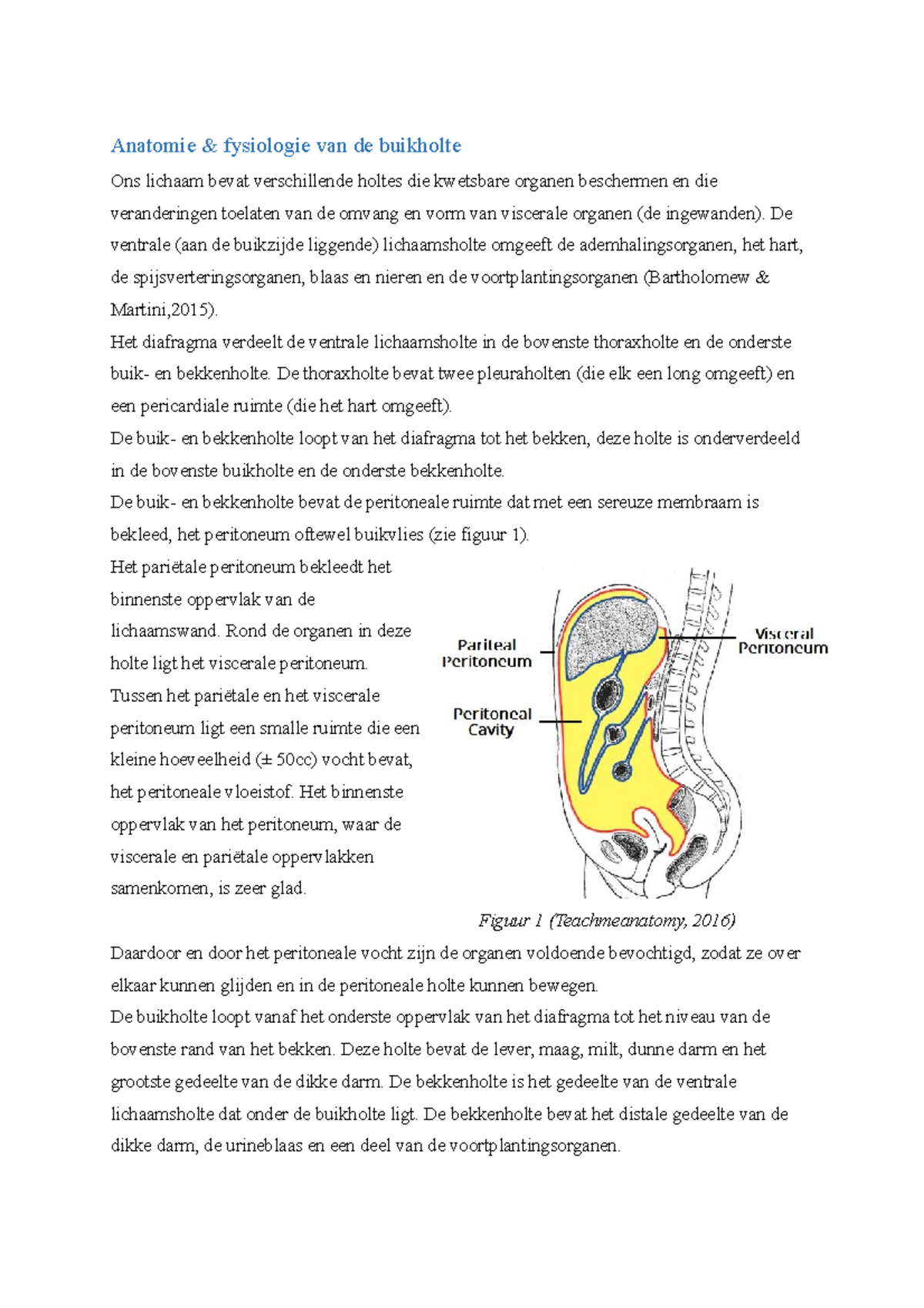 Anatomie & fysiologie van de buikholte - De ventrale (aan de buikzijde ...