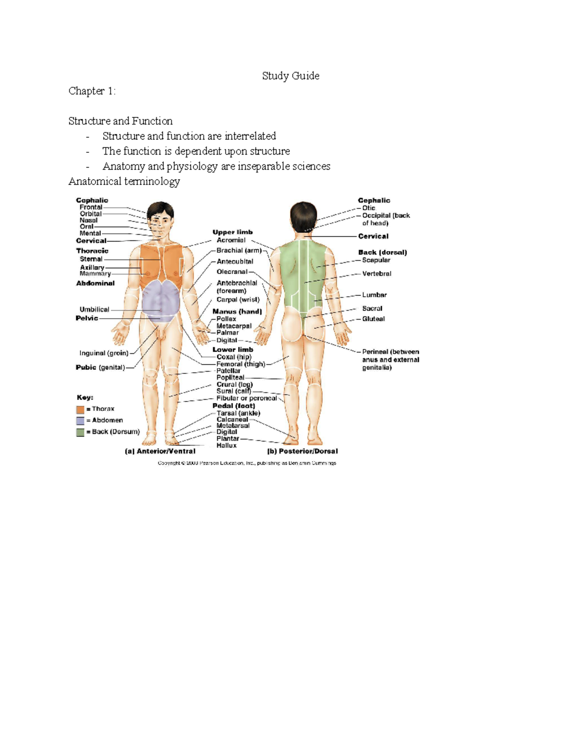 Anatomy Midterm Study Guide - Study Guide Chapter 1: Structure and ...