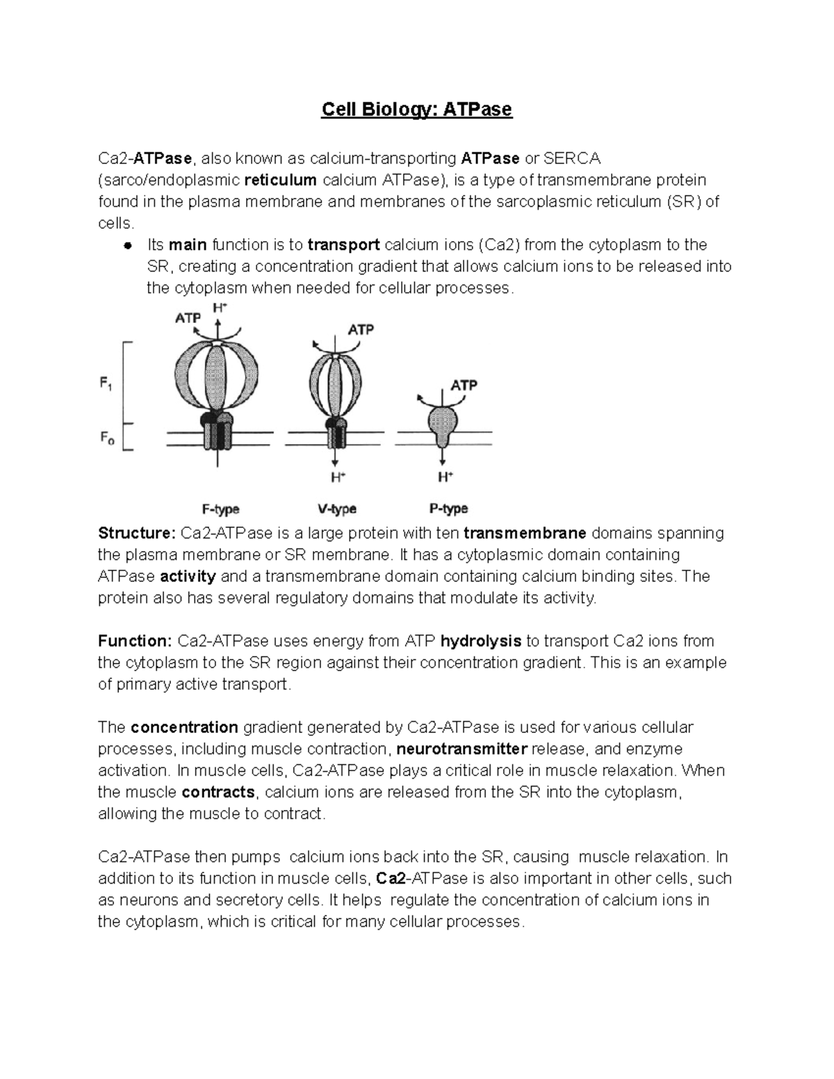 Cell Biology ATPase - Cell Biology: ATPase Ca2-ATPase, also known as ...