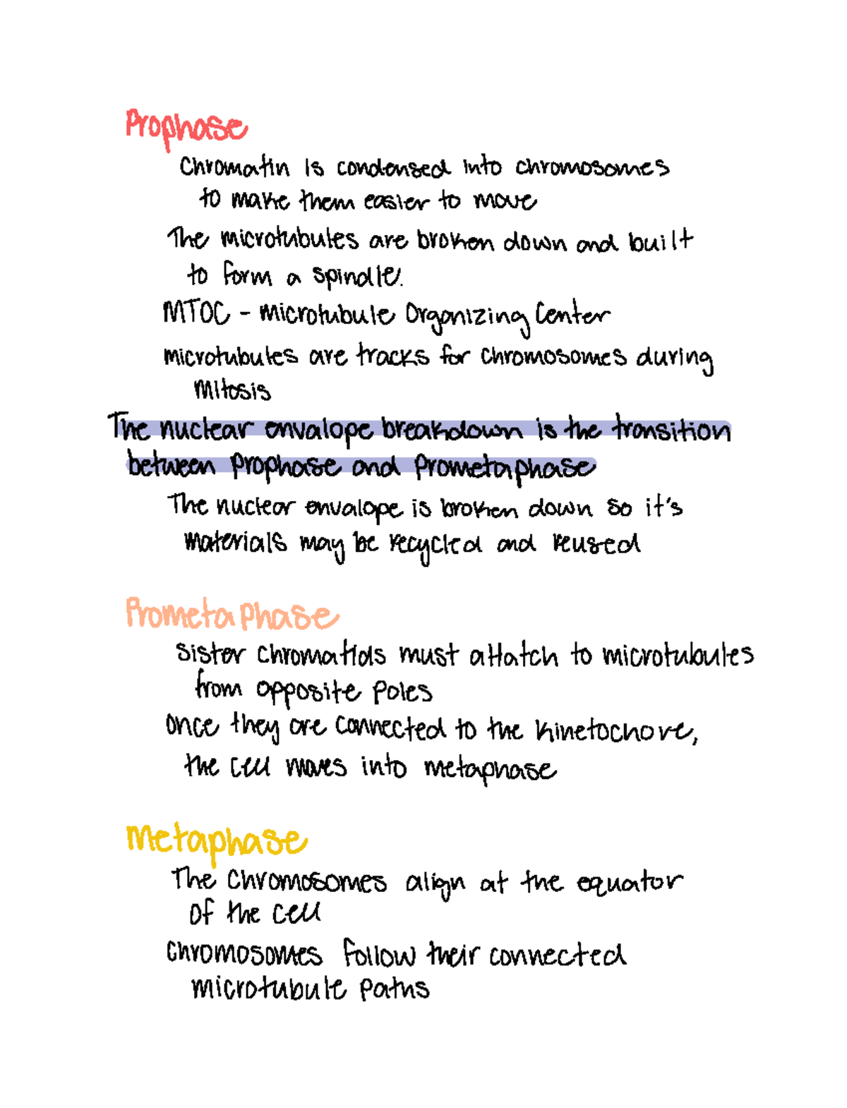 Mitosis - Jason Freund - Prophase chromatin is condensed into ...