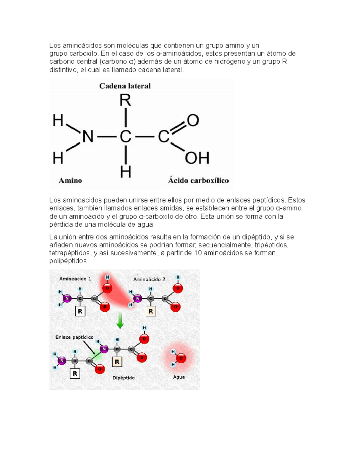 Estructura Aminoacidos - Los aminoácidos son moléculas que contienen un ...