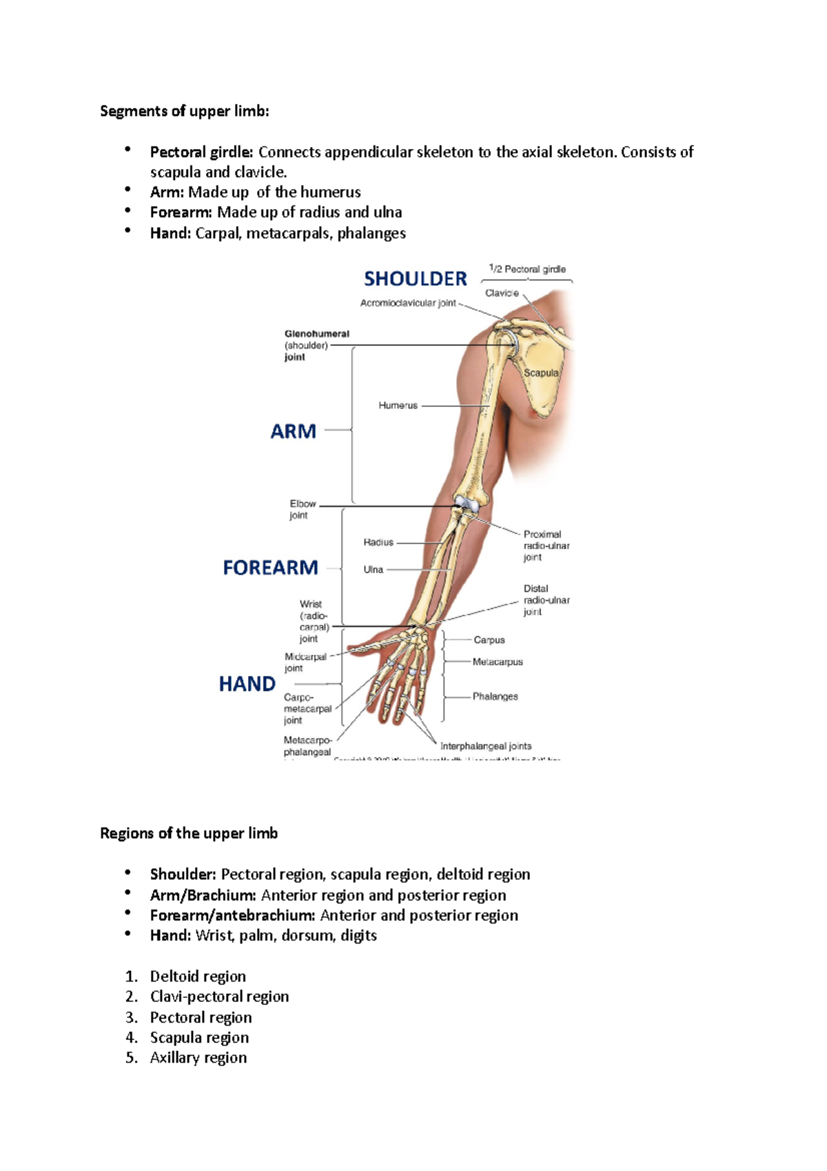 Anat - Upper limb anatomical overview. Shoulder, arm, and wrist ...