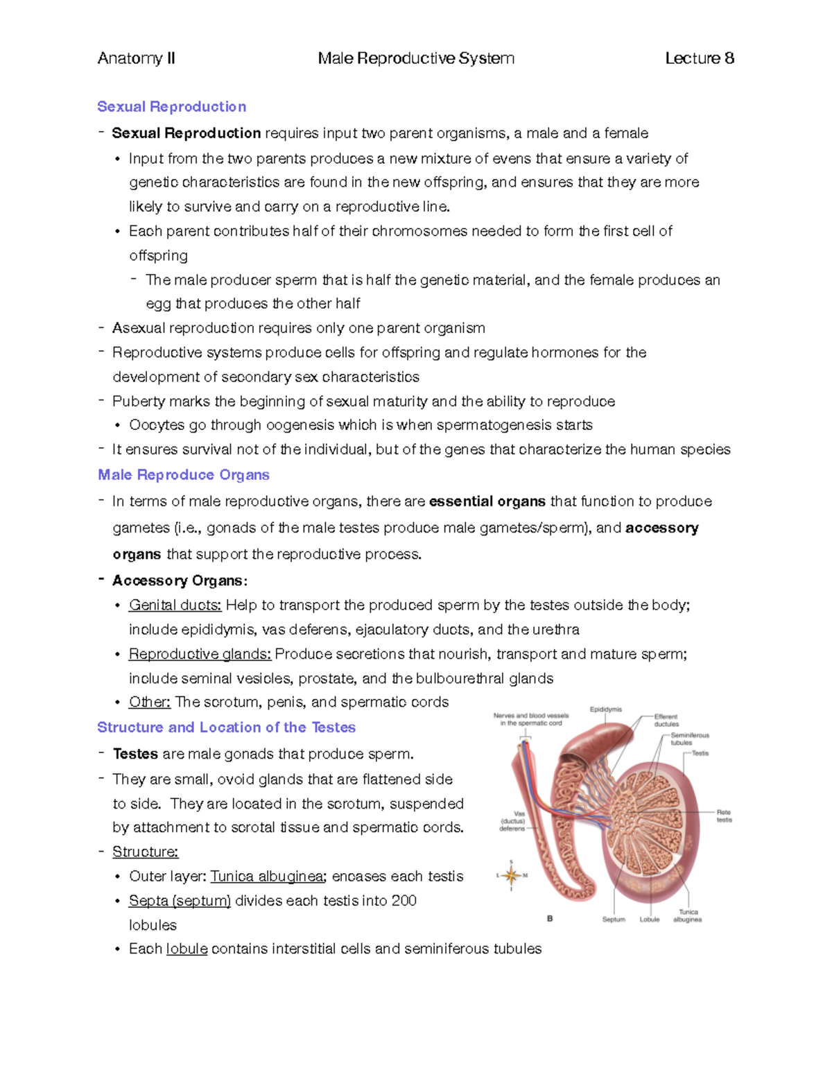 Anatomy II; Lecture 8; Male Reproductive system (PDF) - Sexual ...