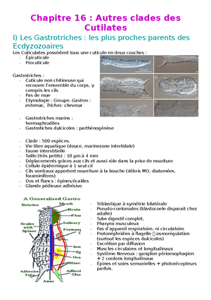 Chapitre 5 les némertes - Chapitre 5 : Les Némertes - Bilatériens ...