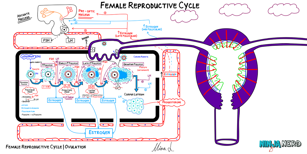 7. Reproduction - Summary Physiology - Female Reproductive Cycle ...
