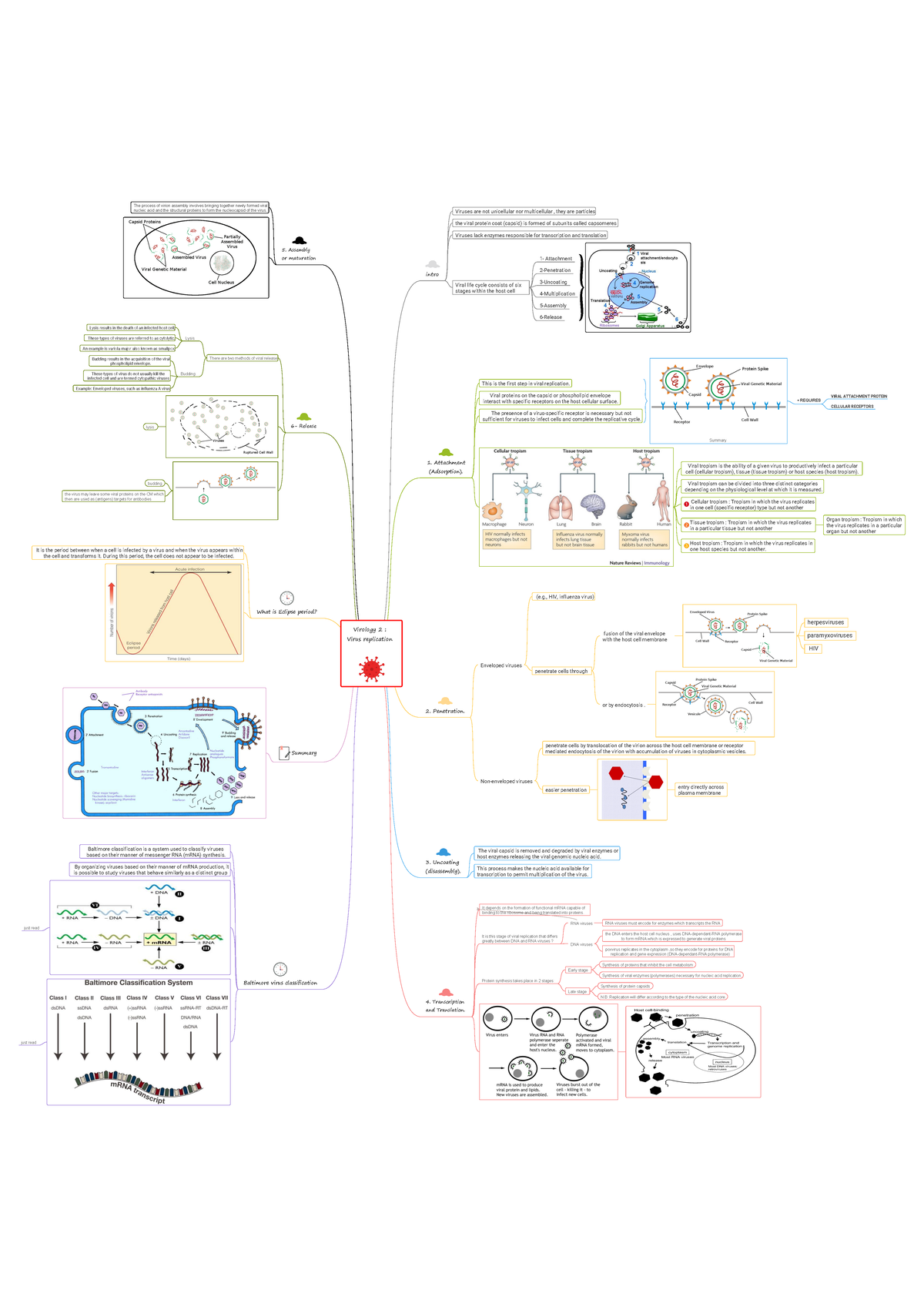 virology 2 mind map - Virology 2 : Virus replication intro 1 ...