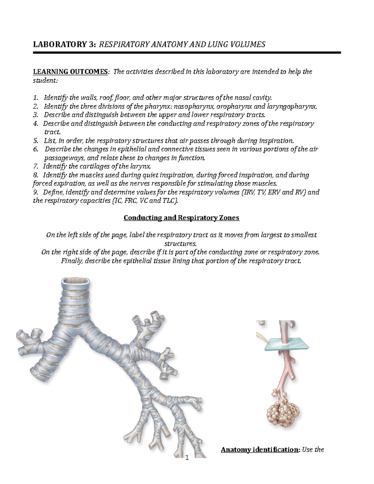 HSCI 103 Lab 3 The Respiratory System - LABORATORY 3: RESPIRATORY ...