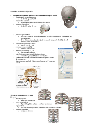 Anatomie arm venen arterien zenuwen - Zenuwen: Naam Verloop Palpatie ...