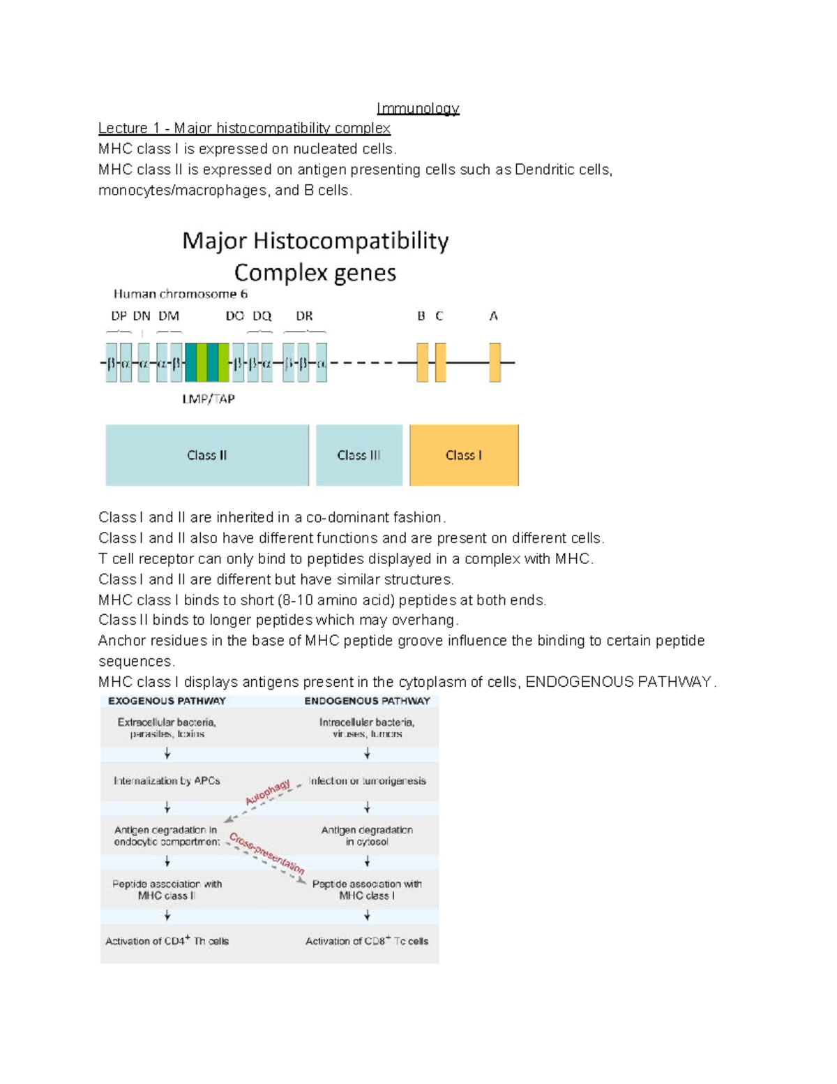 Immunology - Immunology Lecture 1 - Major histocompatibility complex ...