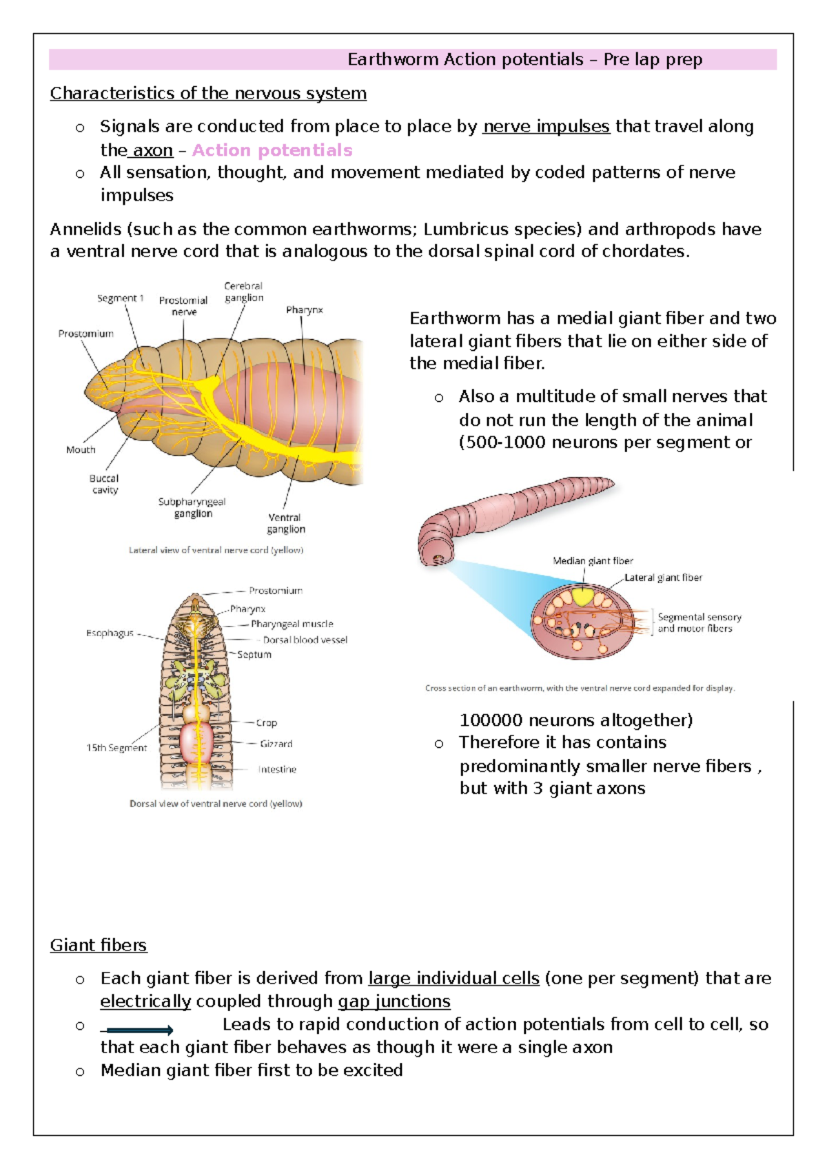 Document 1 - earthworm action potentials - Earthworm Action potentials ...