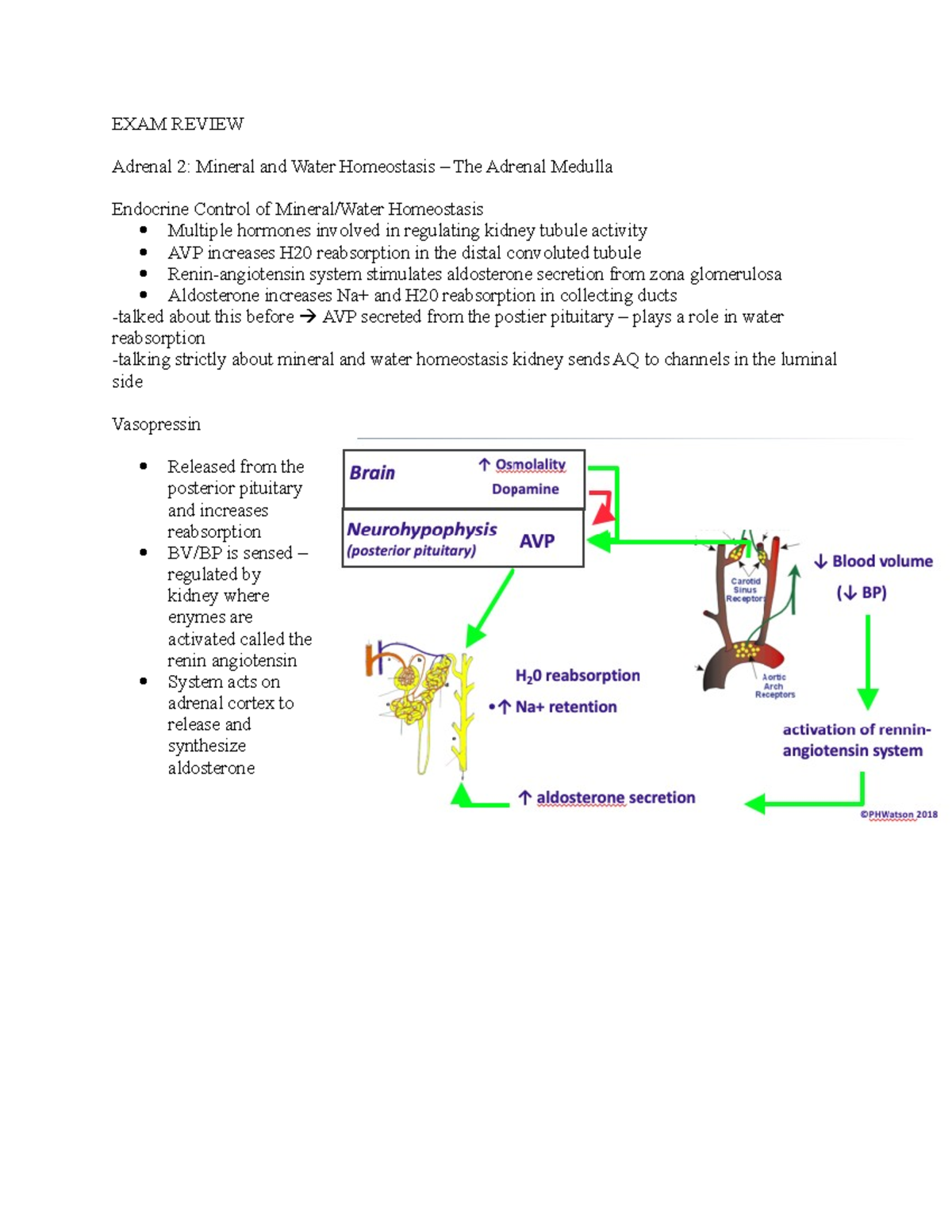 Endocrine Exam Review - Summary Endocrinology - EXAM REVIEW Adrenal 2 ...