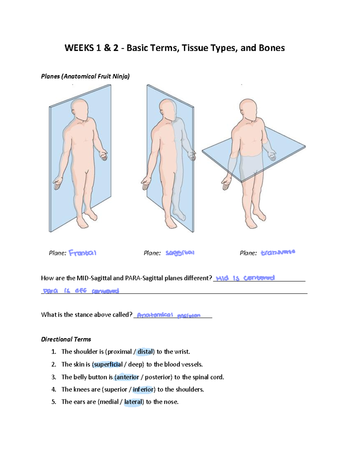 Session 1 WS - Anatomy Lab SI worksheet Dr. Richards - WEEKS 1 & 2 ...