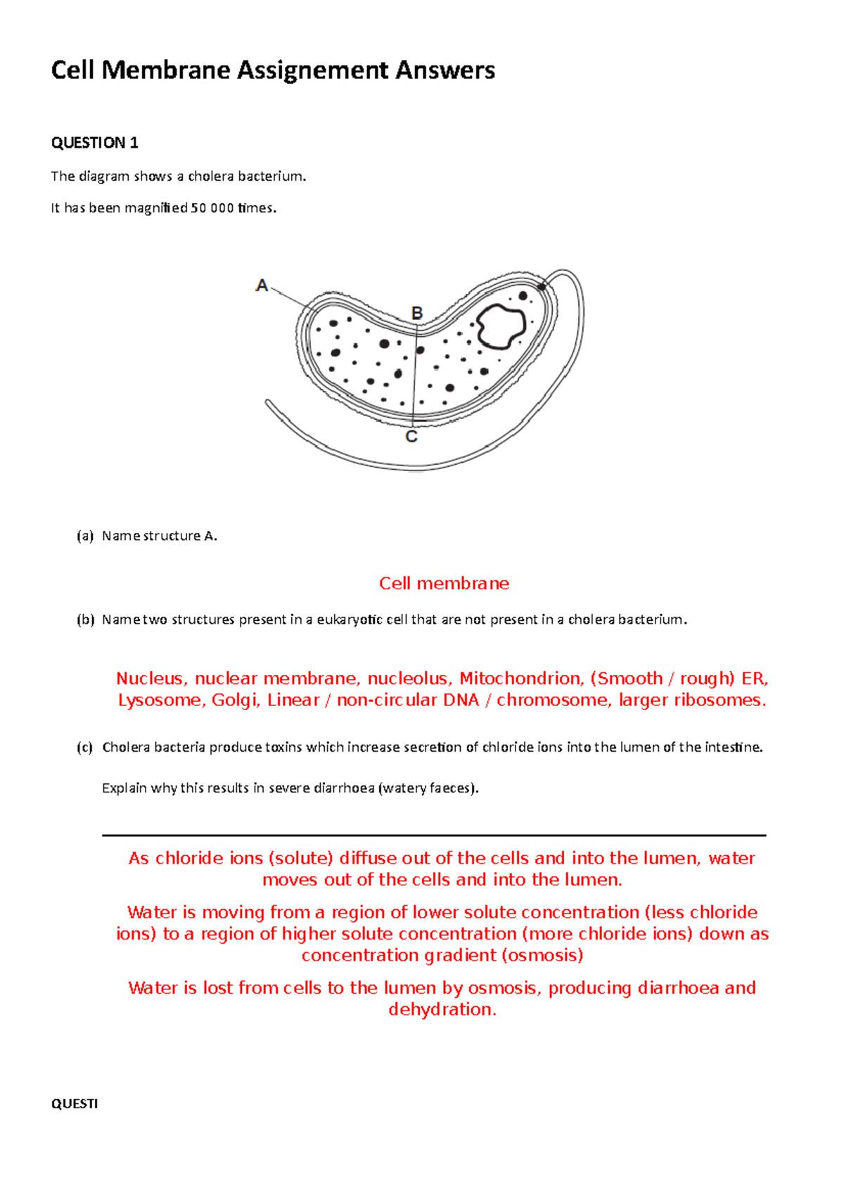 Cell Membrane Answers - Worksheet - chem102 - Monash - Studocu