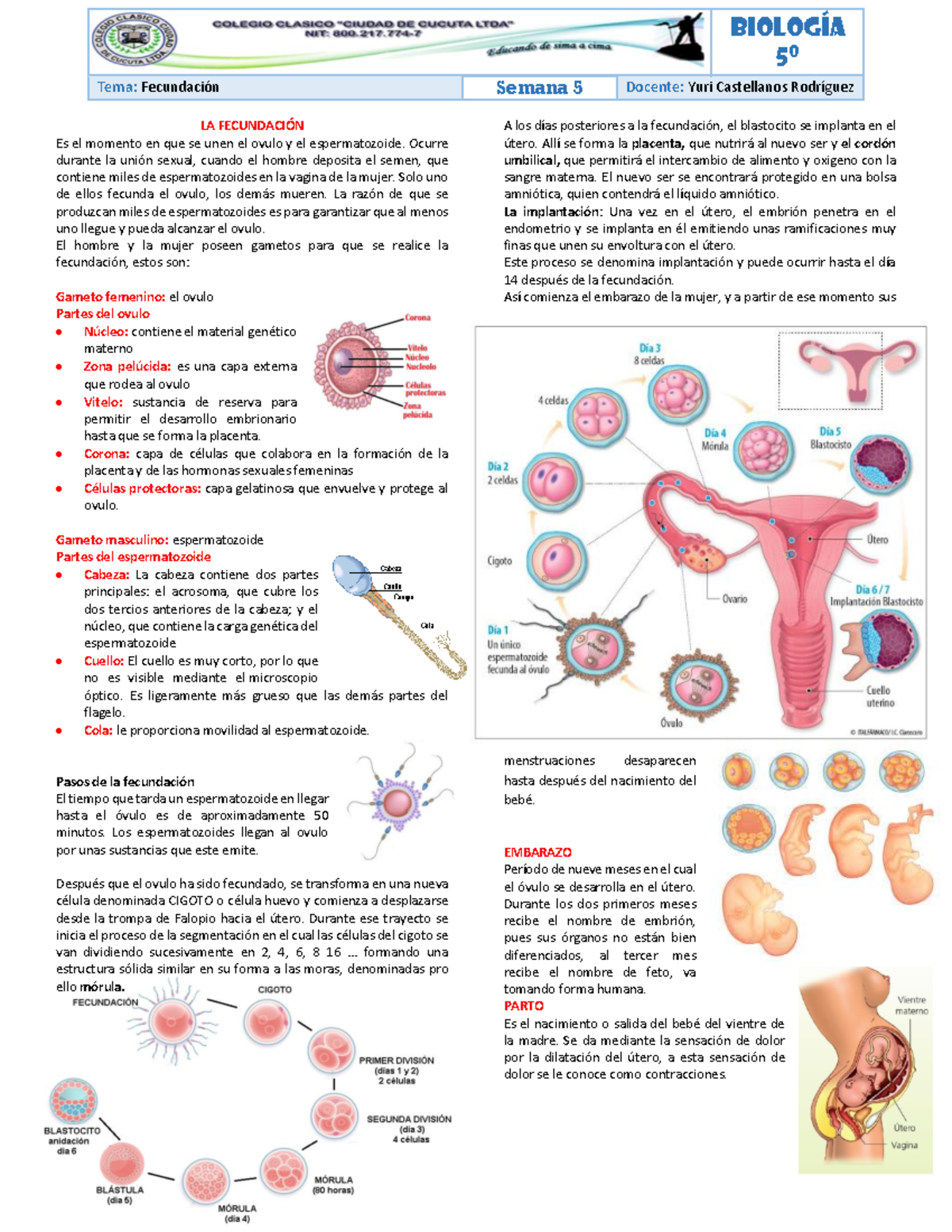 Embrio Trabajo - LA FECUNDACI”N Es el momento en que se unen el ovulo y el espermatozoide ...
