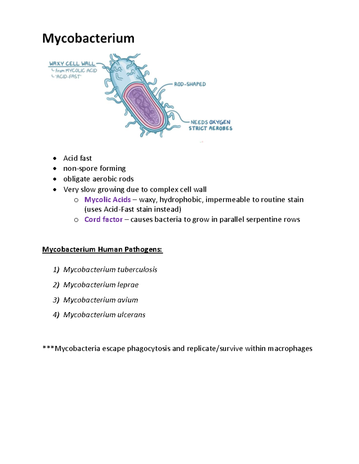 Mycobacterium Review And Summary Of Important Points Of The Genus