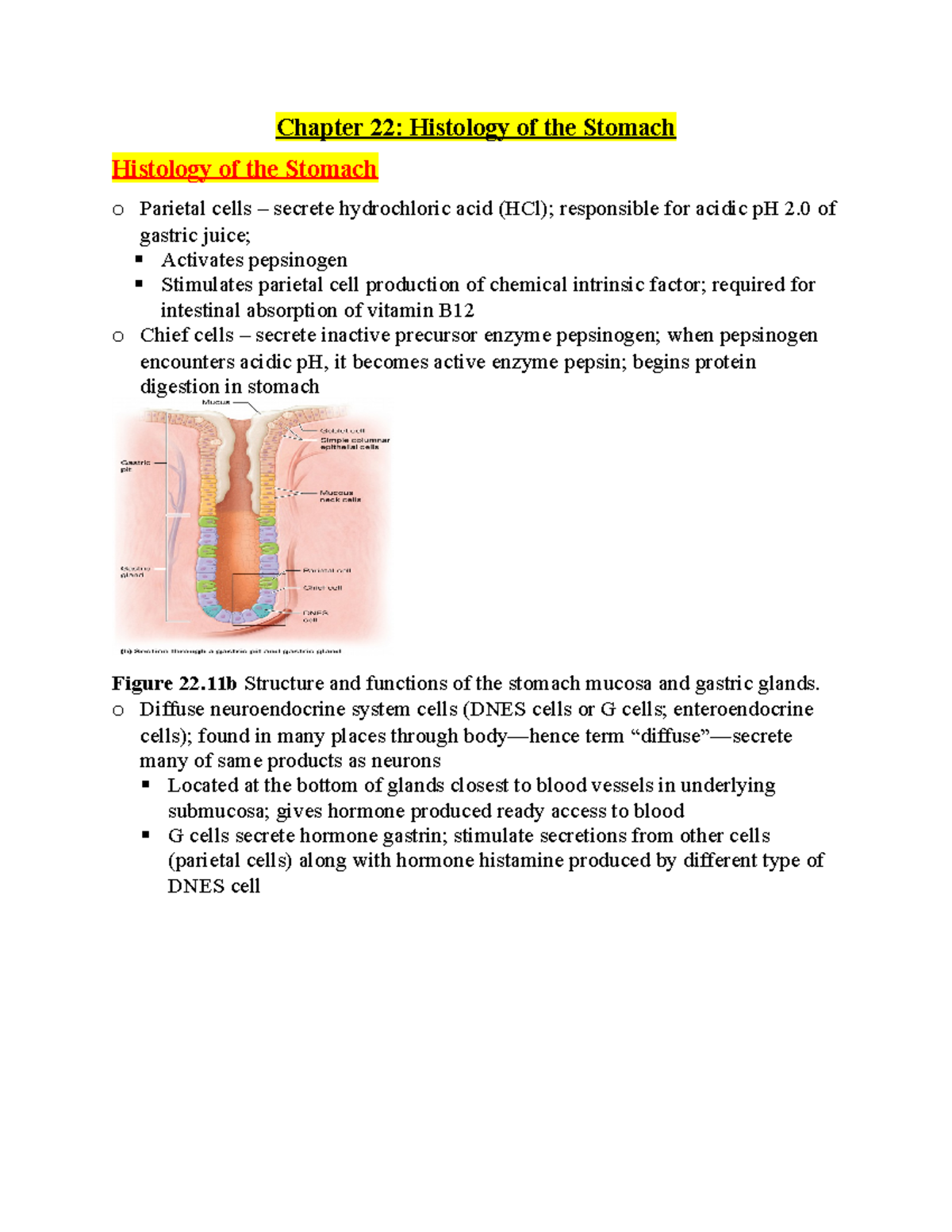 Chapter 22 25 - Mr. Aguilar class - Chapter 22: Histology of the ...