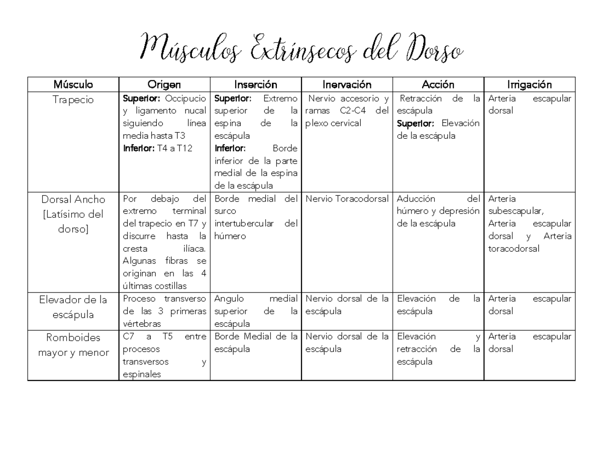 Musculos dorso y cuello - Músculos Extrínsecos del Dorso Músculo Origen ...