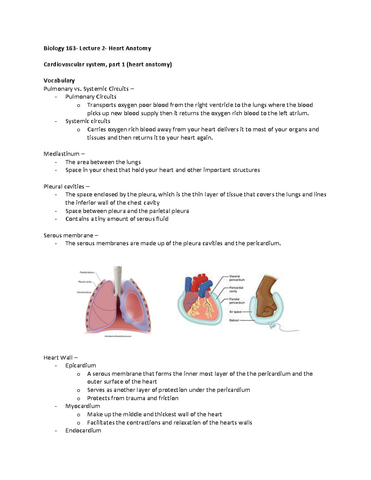Bio 163- heart anatomy - Biology 163- Lecture 2- Heart Anatomy ...