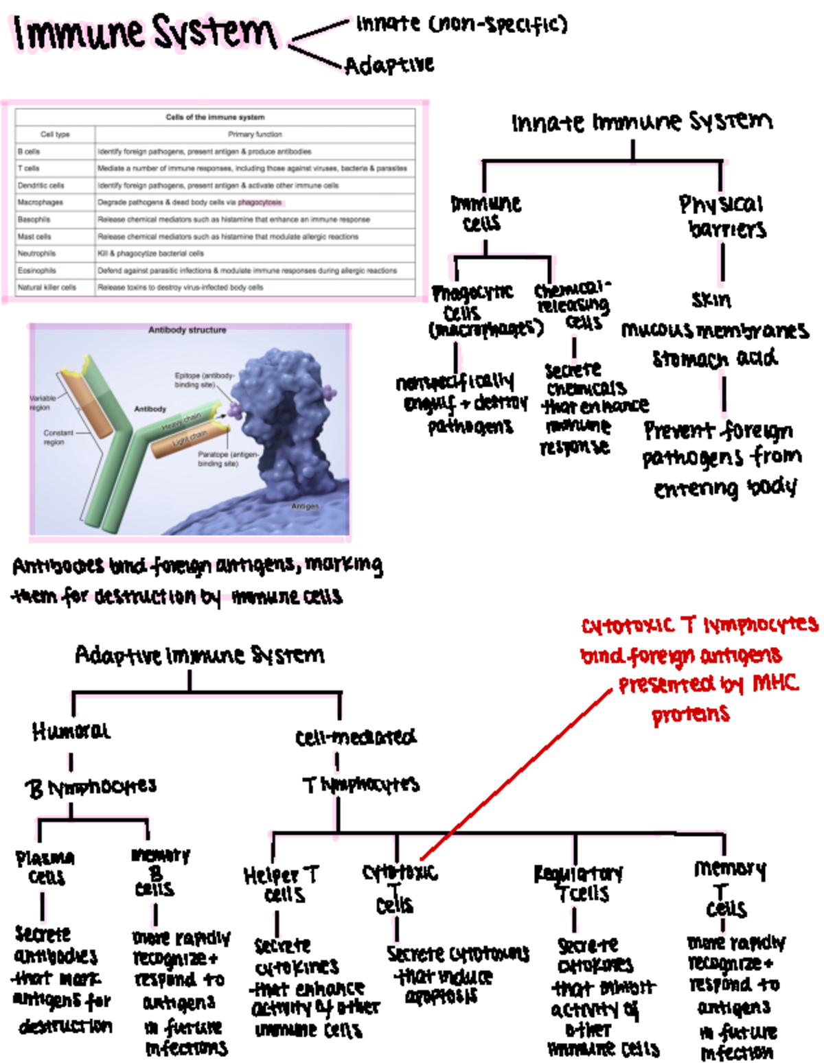Immune System Overview - Immune System Innate ( non-Specific ) Adaptive ...