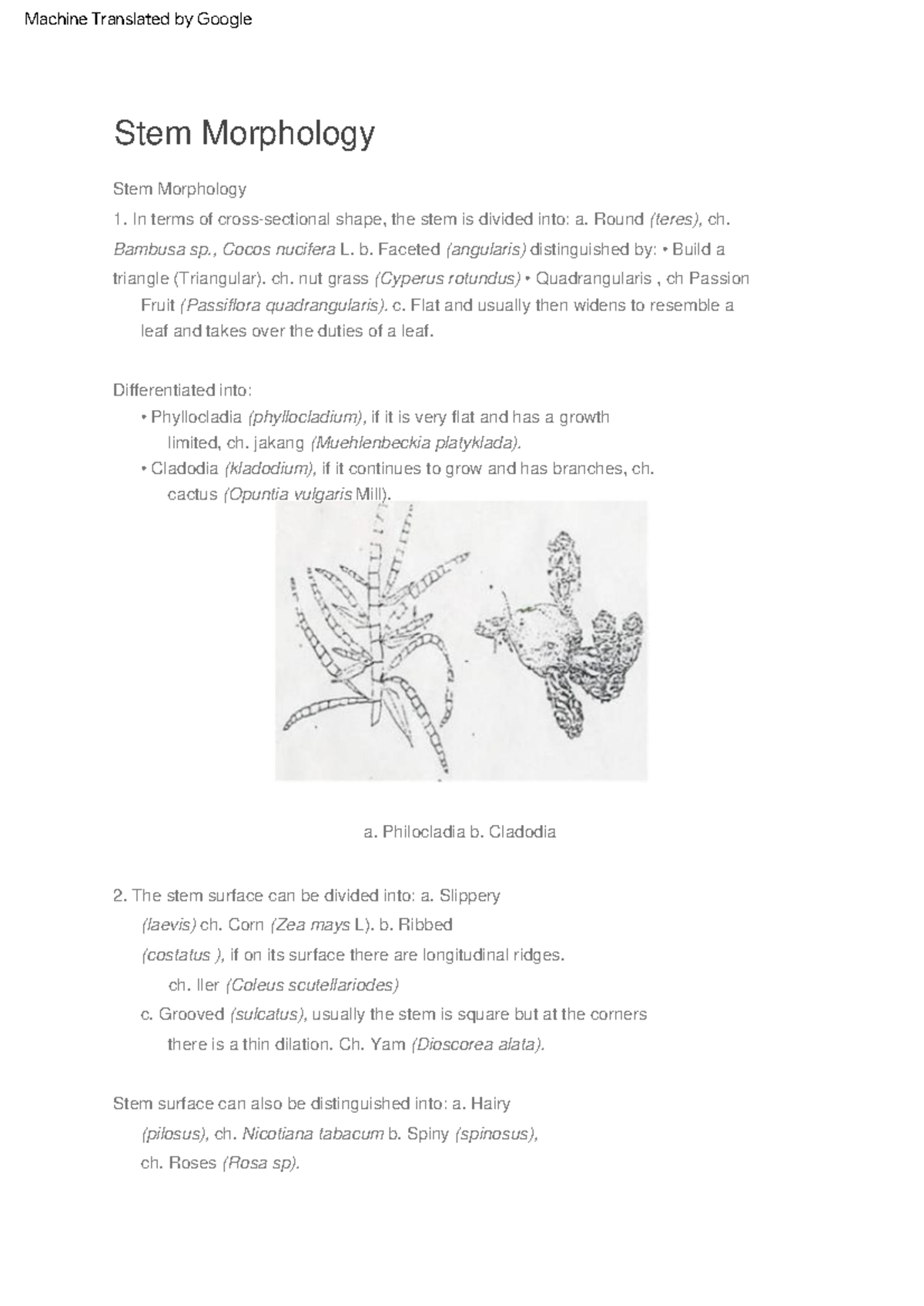 Stem Morphology - Iler (Coleus scutellariodes) Cladodia (kladodium), if ...
