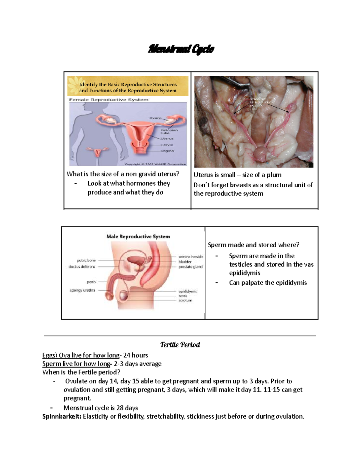 Menstrual Cycle - Study Guide - Menstrual Cycle What is the size of a ...