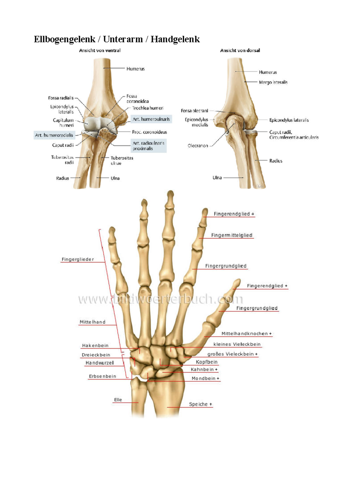 Unterarm+HG - Den Mensch als biologisches System verstehen ...