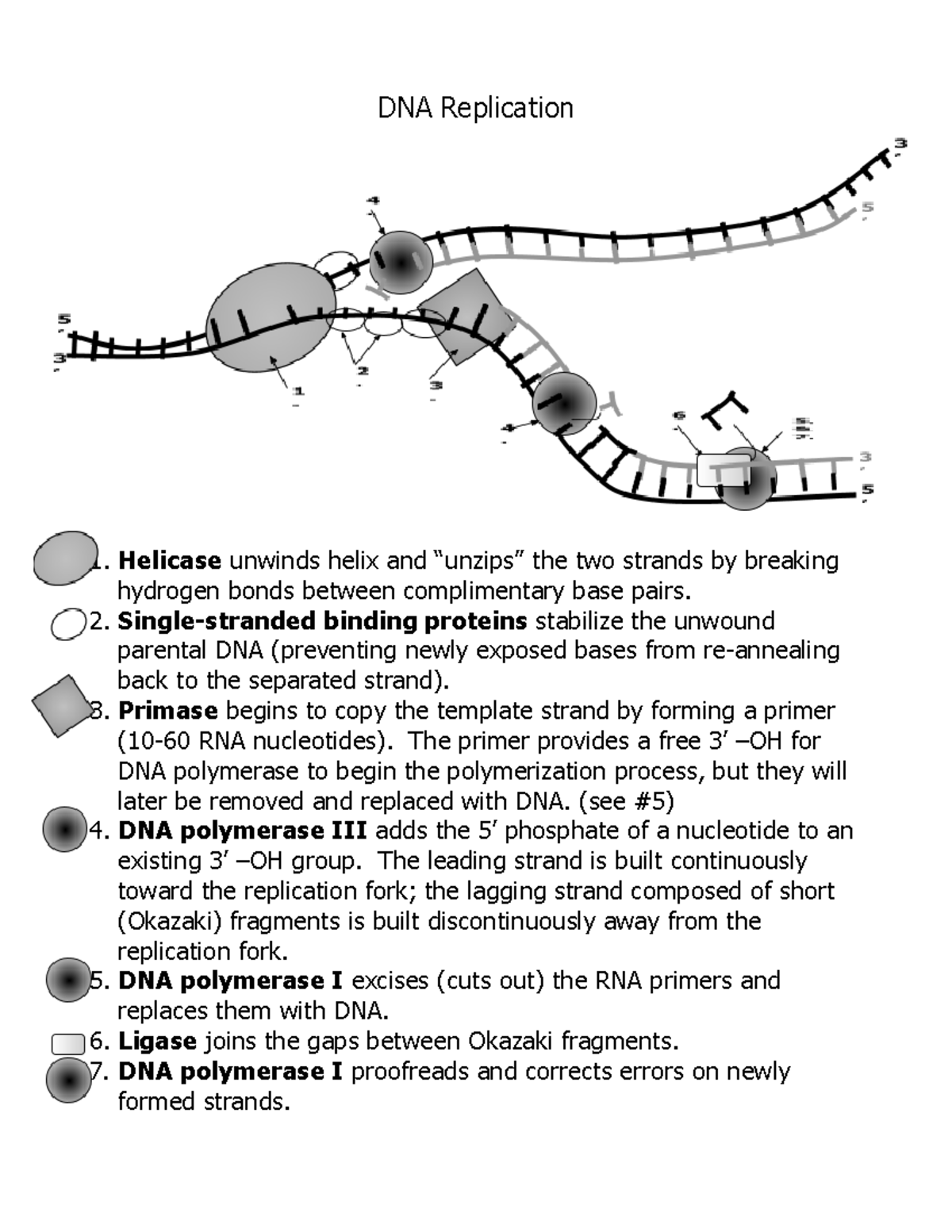 Day 20 - DNA Replication Summary - DNA Replication 1. Helicase unwinds ...