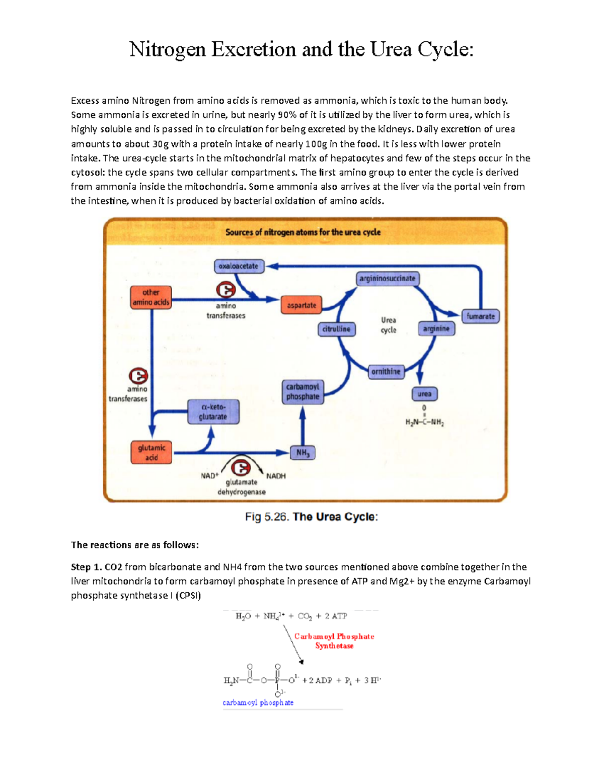 Nitrogen Excretion and the Urea Cycle - Some ammonia is excreted in ...