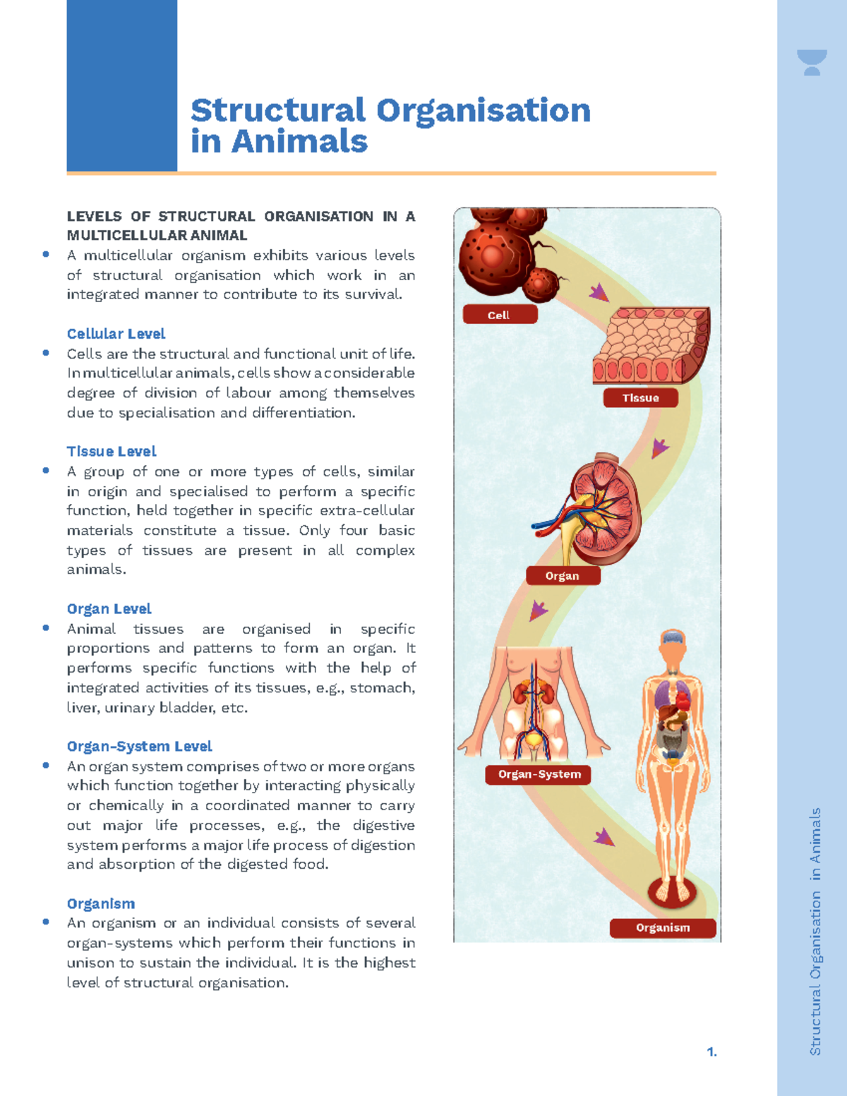 Structural Organisation in Animals - Structural Organisation in Animals ...
