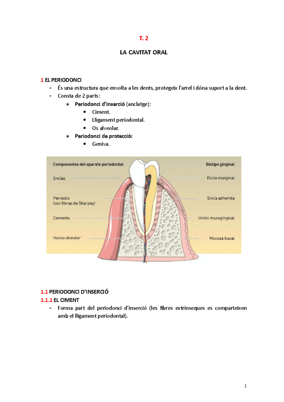 Estudi de la cavitat bucal - T. 2 LA CAVITAT ORAL 1 EL PERIODONCI És ...