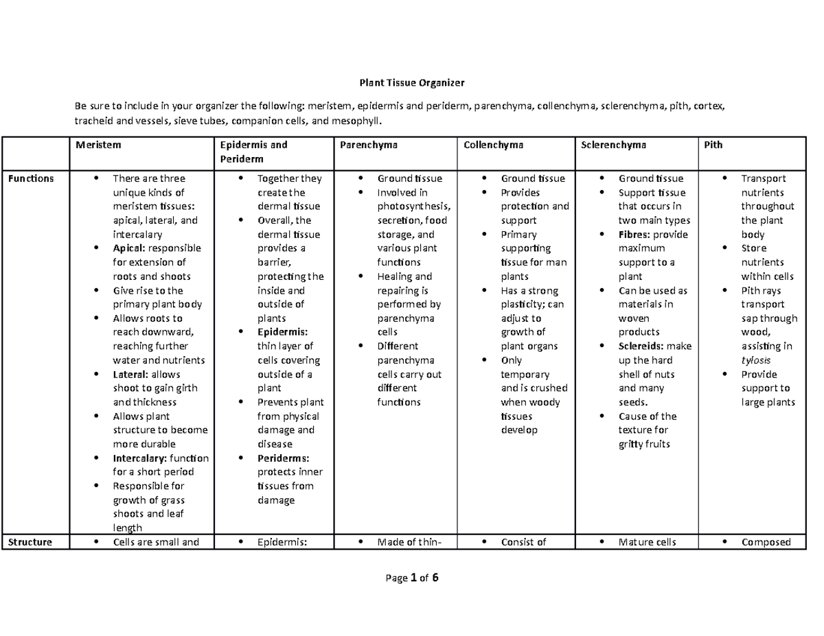 Plant tissue - Meristem Epidermis and Periderm Parenchyma Collenchyma ...
