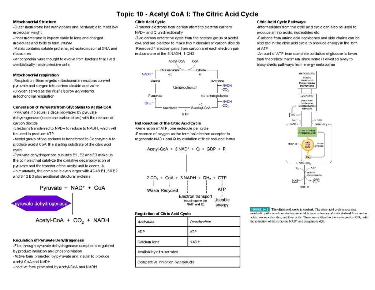 Biochem Cheat Sheet 10 - Topic 10 - Acetyl CoA I: The Citric Acid Cycle ...