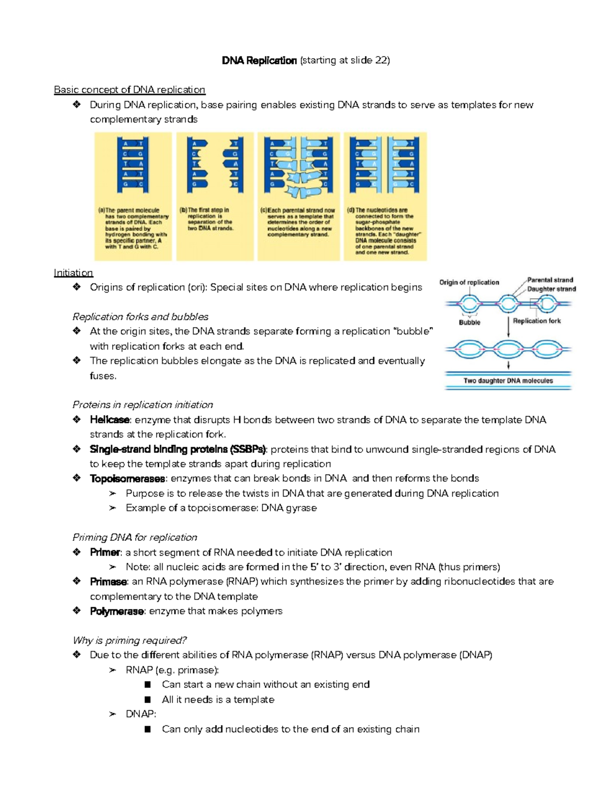 02 - DNA Replication - Notes - DNA Replication (starting at slide 22 ...