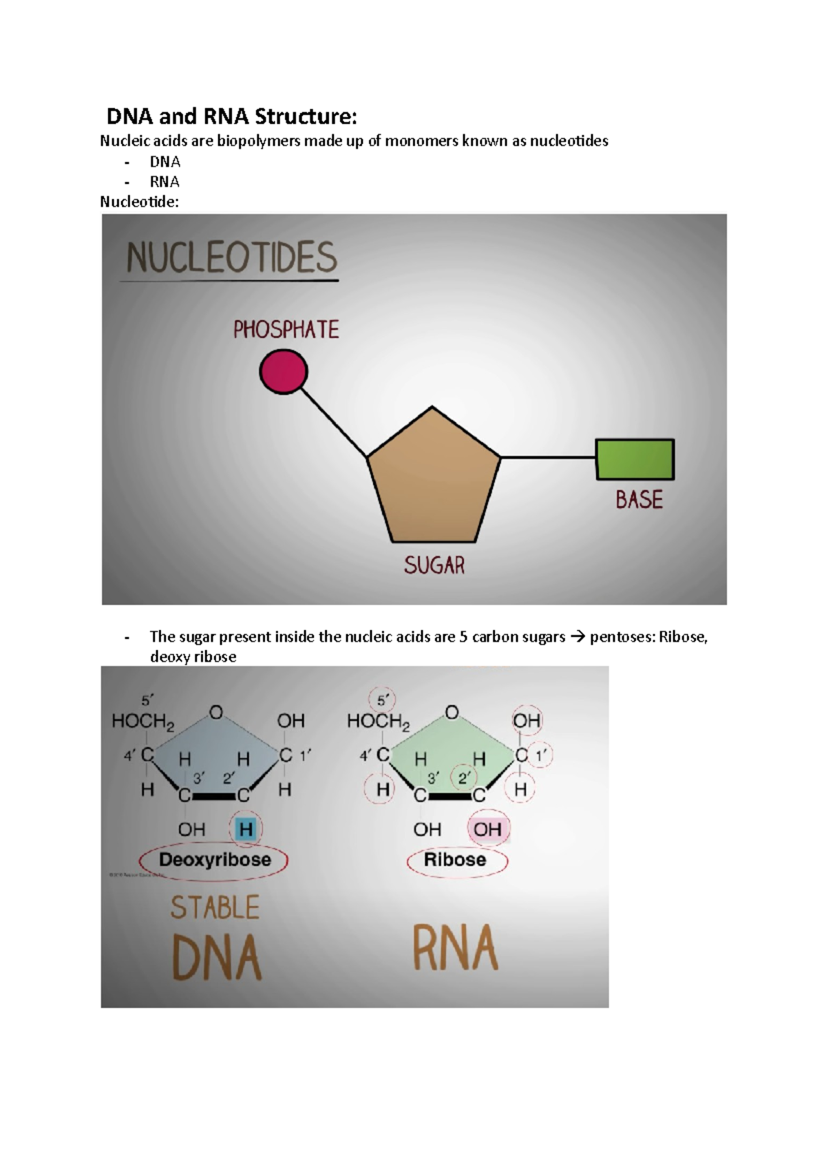HUBS1202 Mid-Sem 1 Notes - DNA and RNA Structure: Nucleic acids are ...