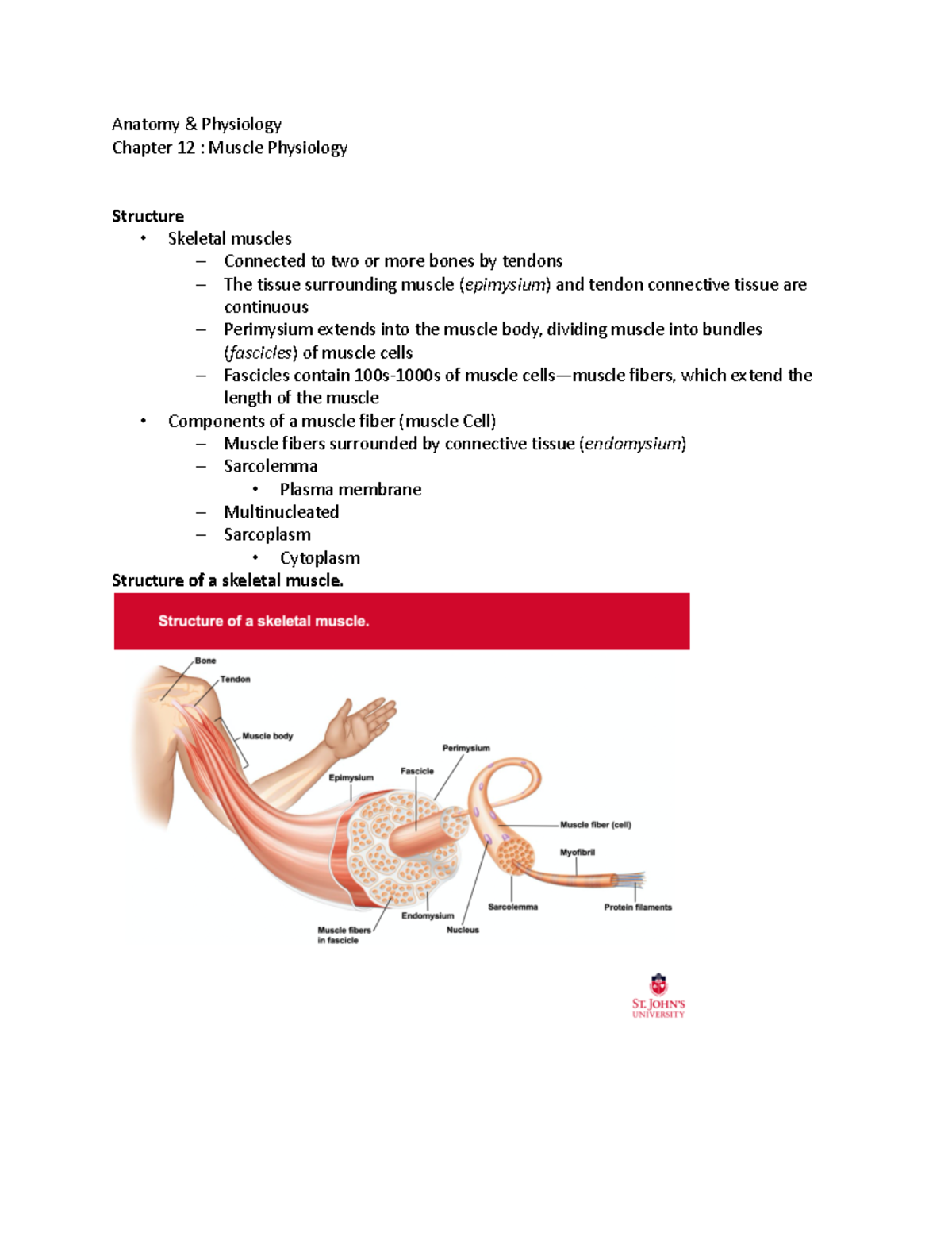 Lecture 3 outline - Detailed study guide - Anatomy & Physiology Chapter ...